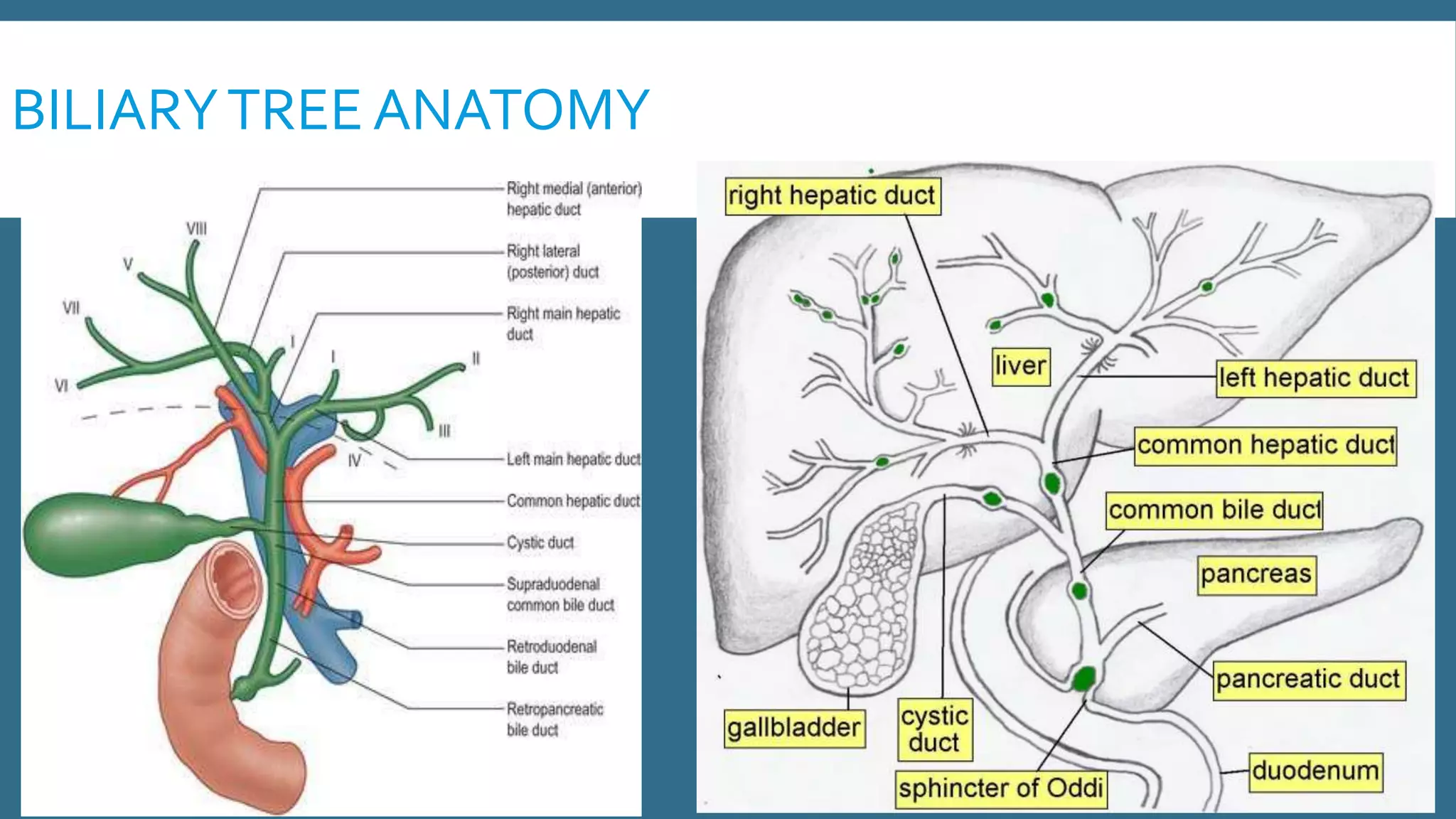 Ptc )percutaneous transhepatic cholangiography | PPTX