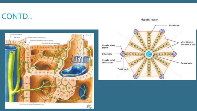 Ptc )percutaneous transhepatic cholangiography | PPTX | Digestive ...