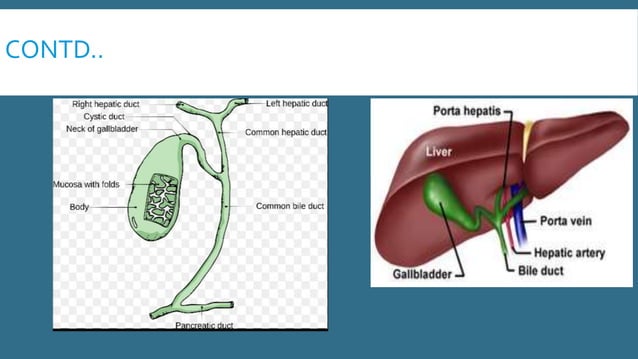 Ptc )percutaneous transhepatic cholangiography | PPTX | Digestive ...