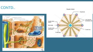 Ptc )percutaneous transhepatic cholangiography | PPTX