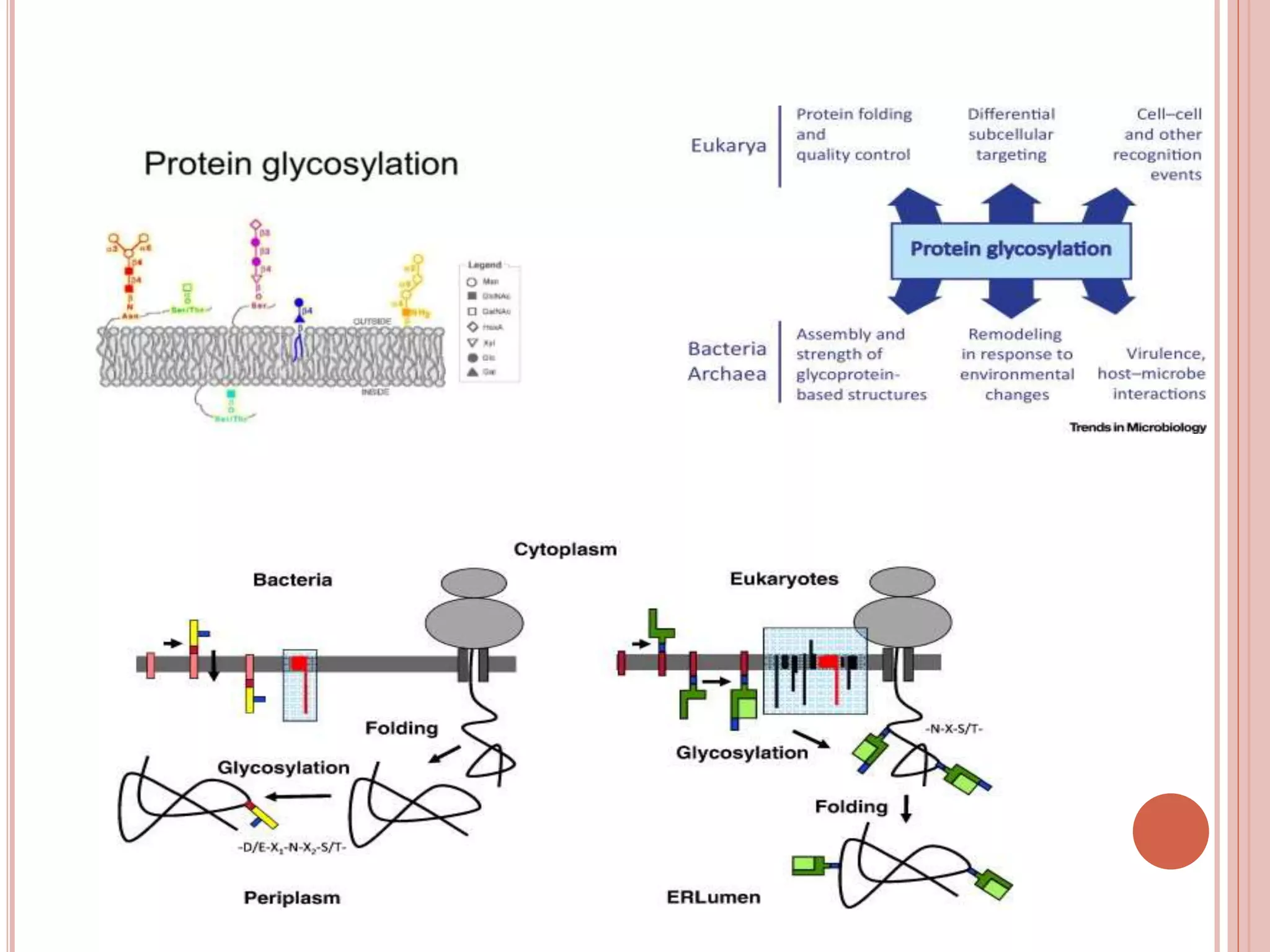 Post translational modifications | PPTX