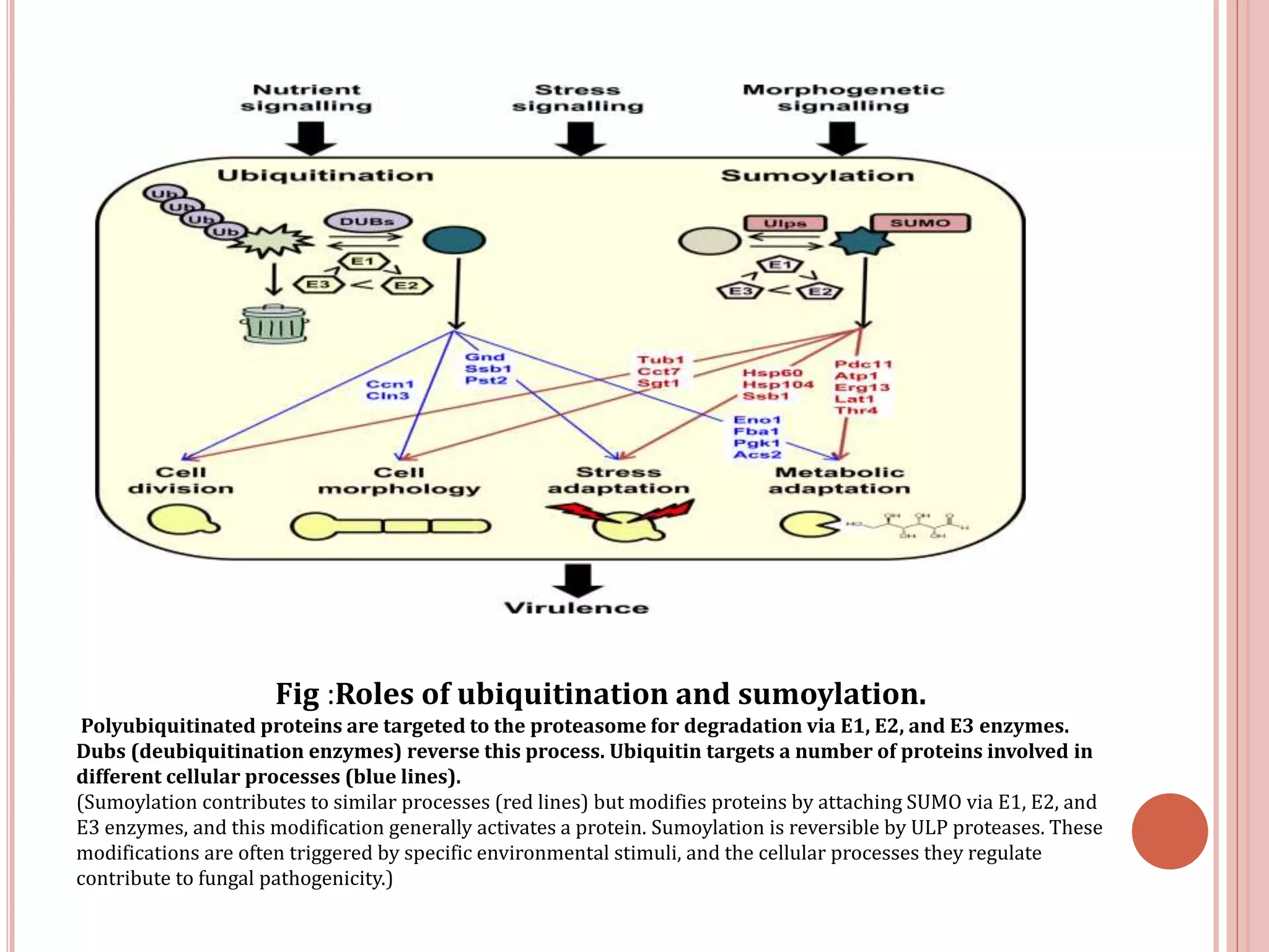 Post translational modifications | PPTX