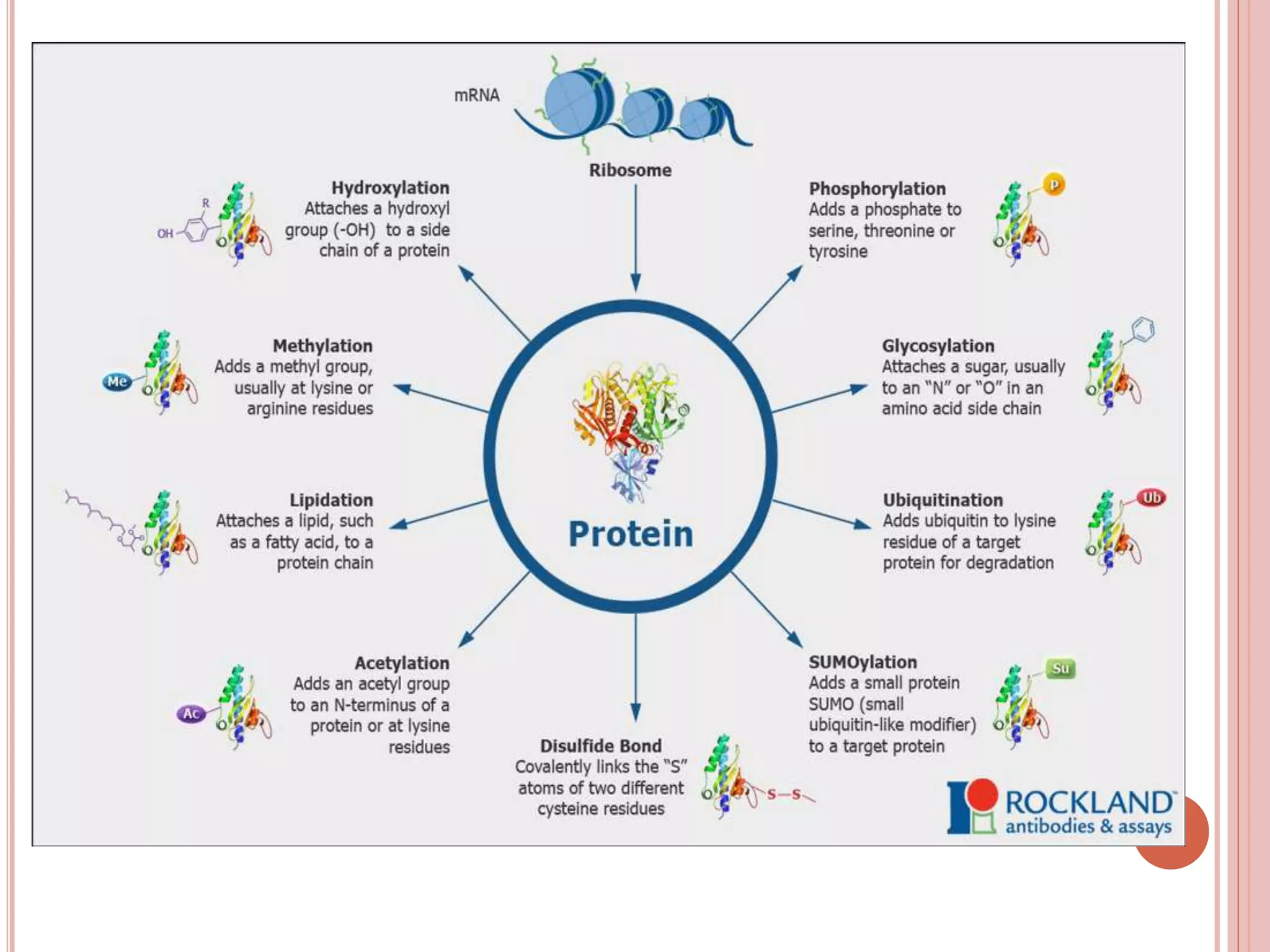 Post translational modifications | PPTX