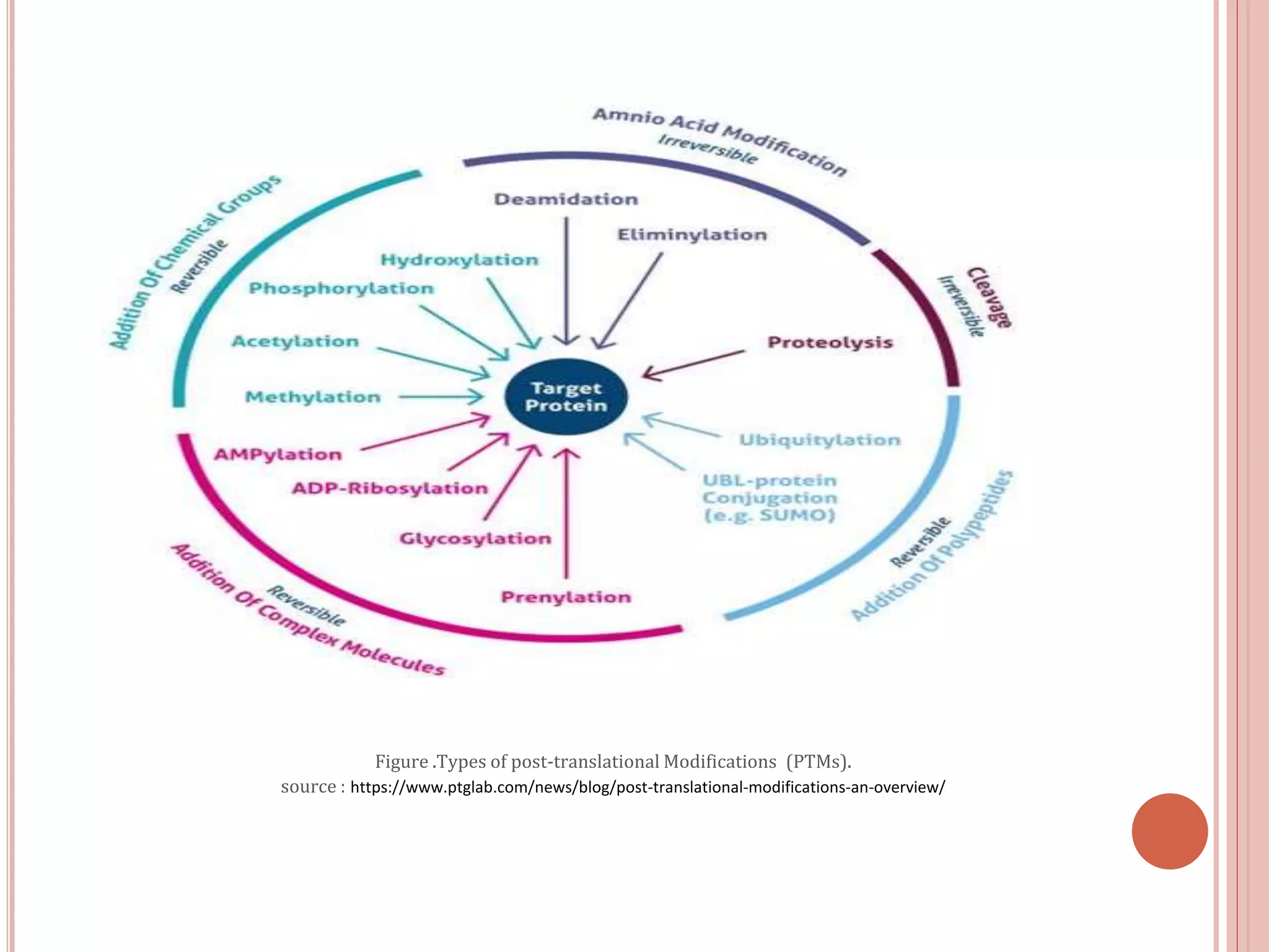 Post translational modifications | PPTX