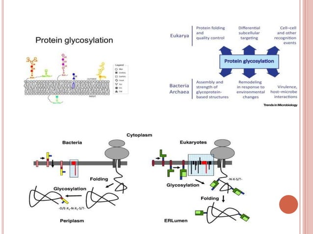 Post translational modifications | PPTX | Chemistry | Science