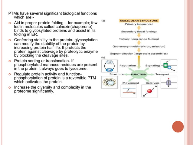 Post translational modifications | PPTX | Chemistry | Science