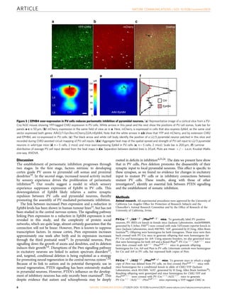 Pten and eph b4 regulate the establishment of perisomatic inhibition in ...