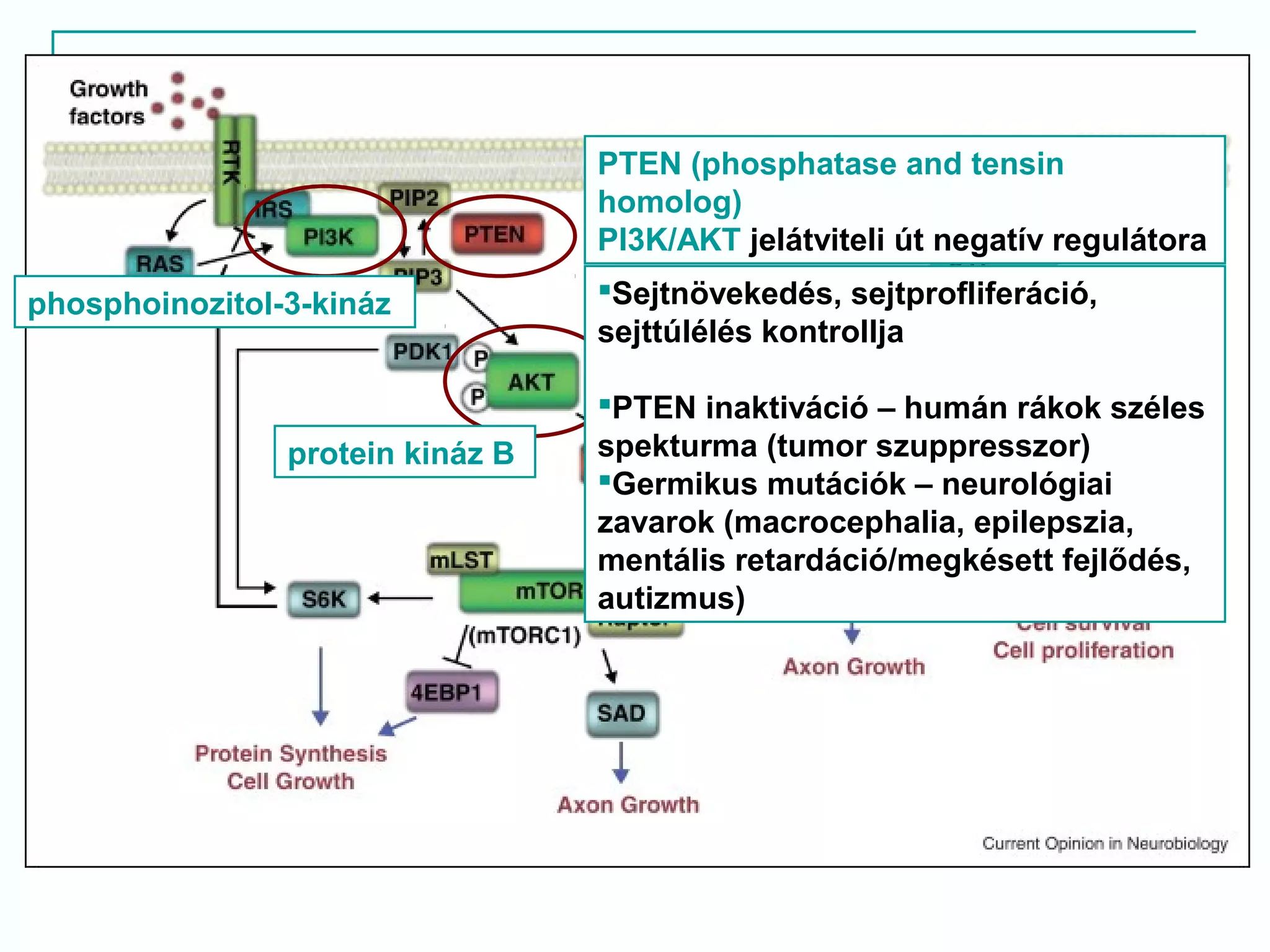 Pten signaling in asd | PPT