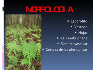 Pteridofitas | PPT
