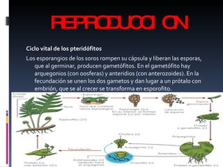 Pteridofitas | PPT