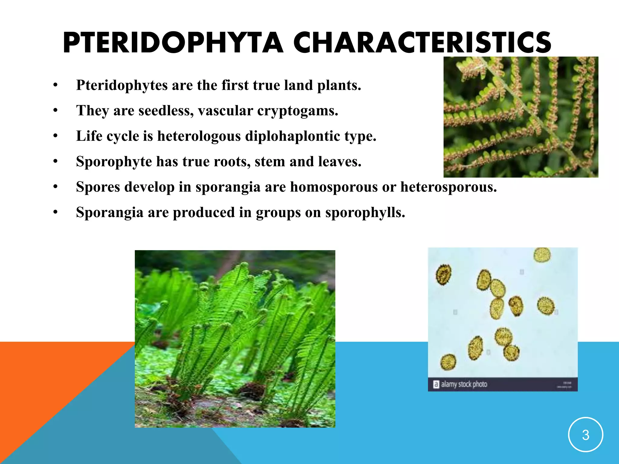 Pteridophyta | PPTX