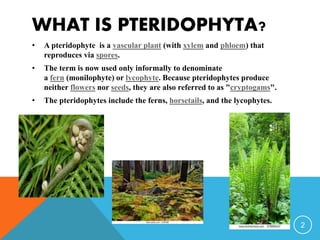 Pteridophyta | PPTX