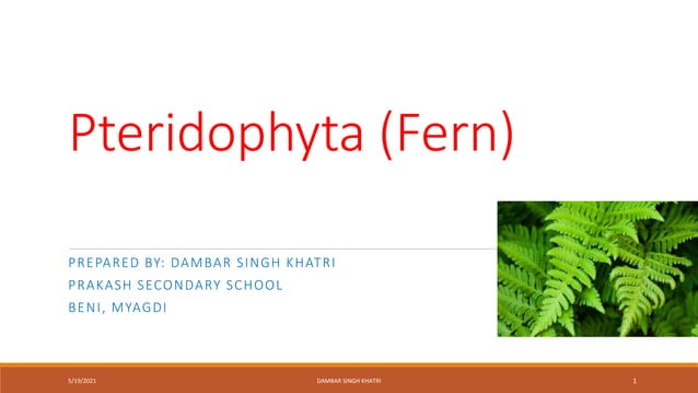 Pteridophyta/ class 11 biology | PPTX
