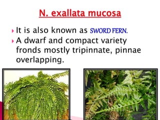 Ornamental Pteridophyte | PPTX