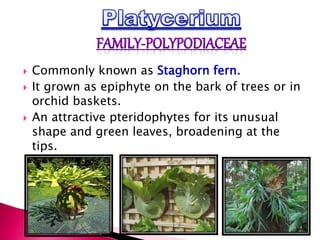 Ornamental Pteridophyte | PPTX