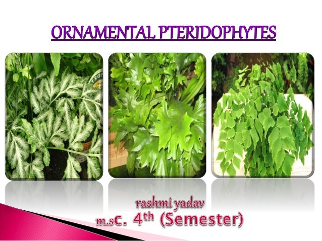 Examples Of Pteridophytes