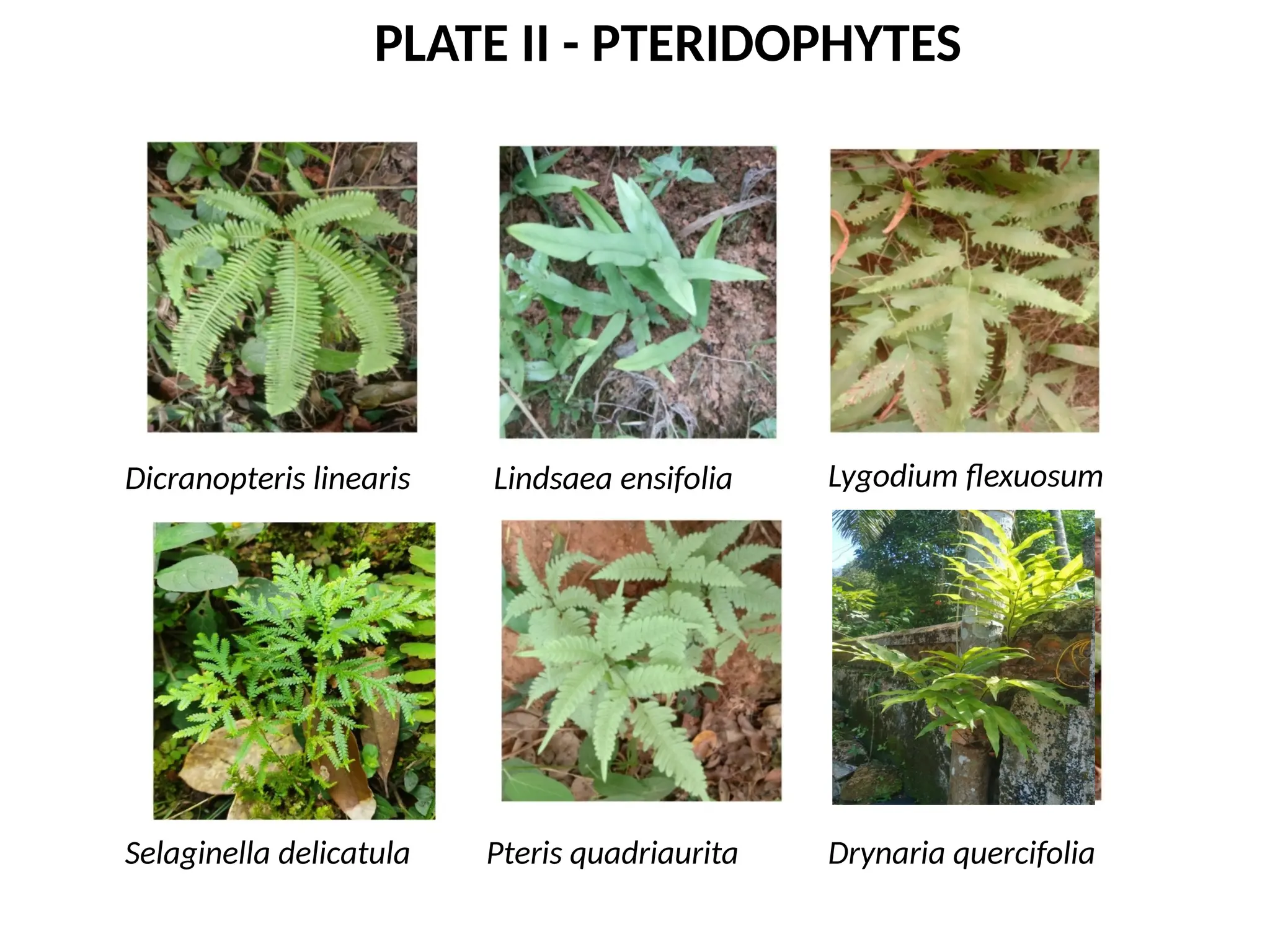 PTERIDOPHYTE FL-WPS Rajesh kumar Office.pptx