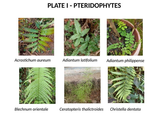 PTERIDOPHYTE FL-WPS Rajesh kumar Office.pptx
