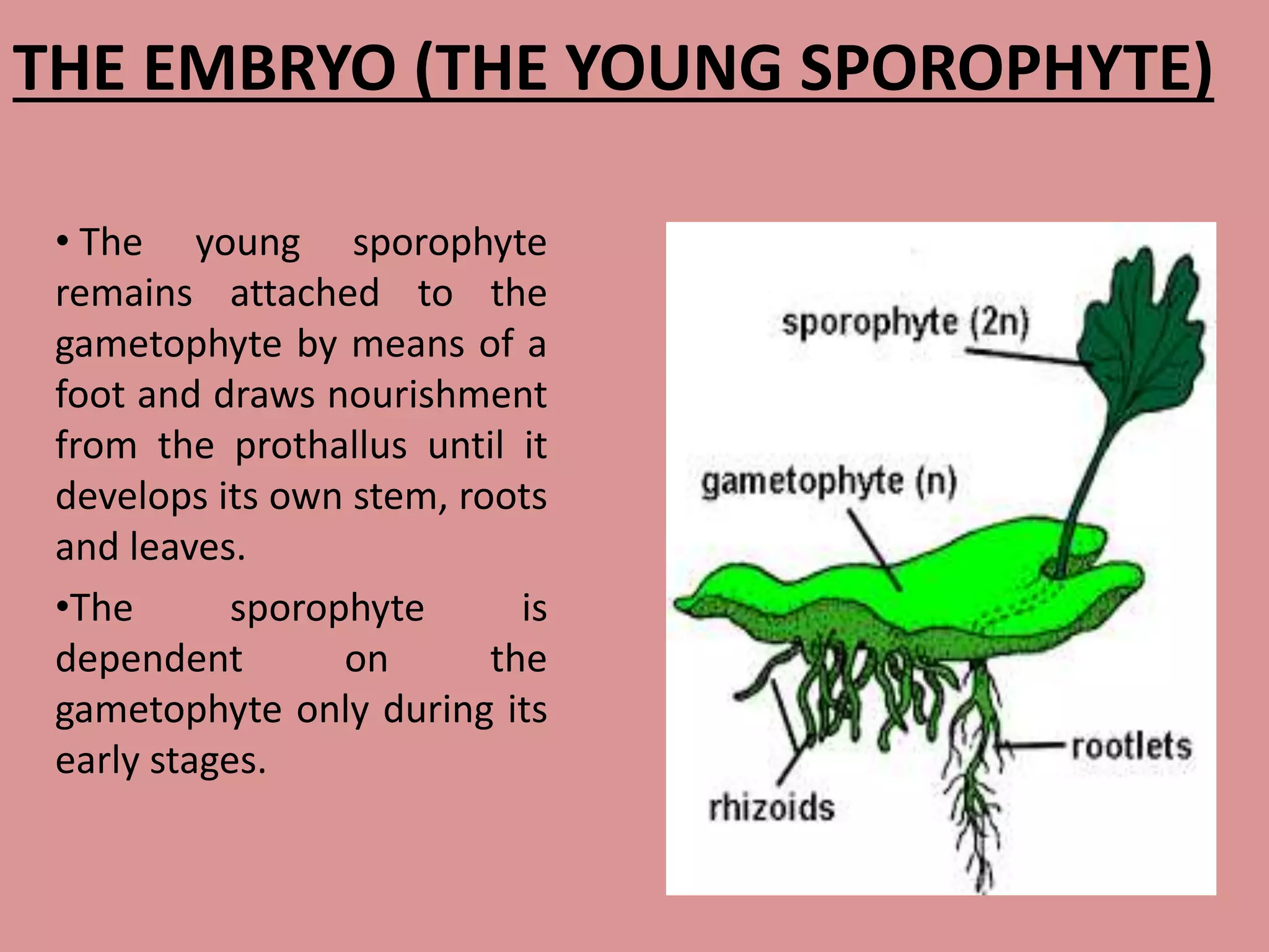 Pteridophyte ppt | PPTX