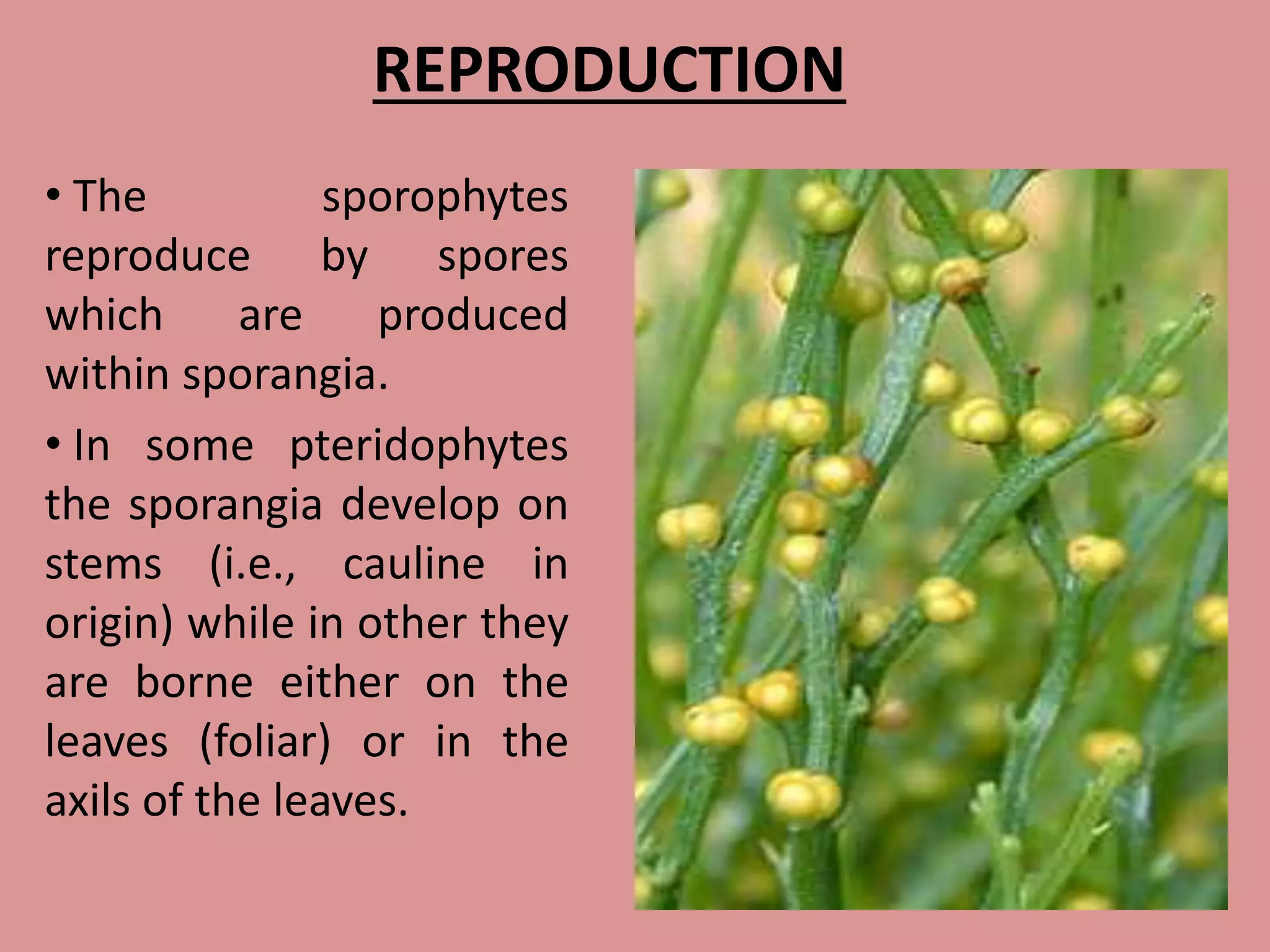 Pteridophyte ppt | PPTX