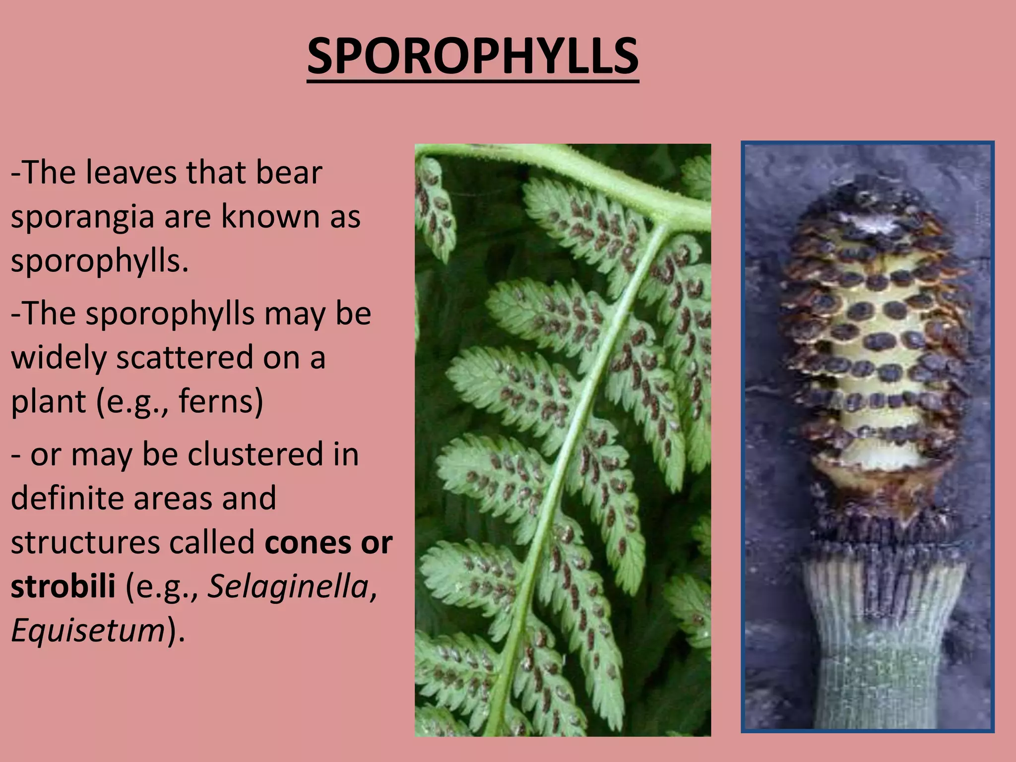 Pteridophyte ppt | PPTX