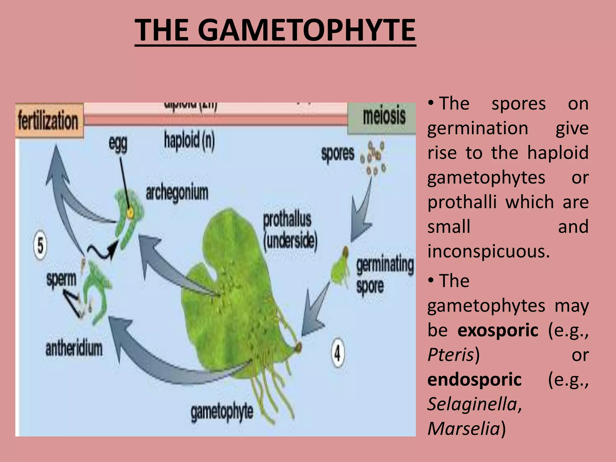 Pteridophyte ppt | PPTX