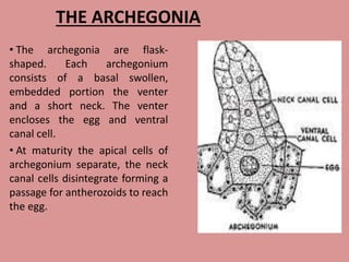 Pteridophyte ppt | PPTX