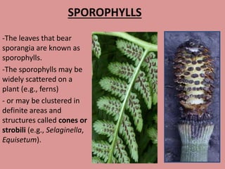 Pteridophyte ppt | PPTX