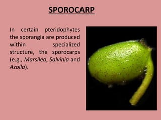 Pteridophyte ppt | PPTX