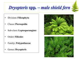 Pteridophytes | PPTX