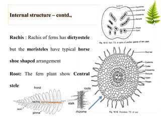Pteridophytes | PPTX
