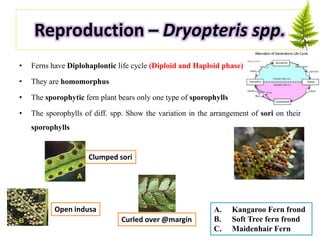 Pteridophytes | PPTX