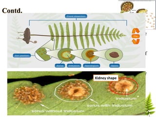 Pteridophytes | PPTX