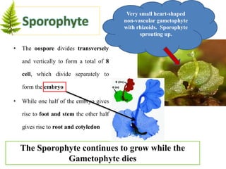 Pteridophytes | PPTX