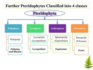 Pteridophytes | PPTX