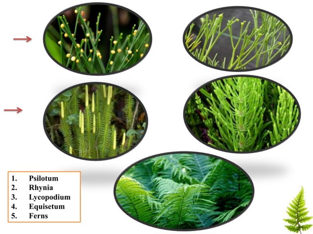 Pteridophytes | PPTX