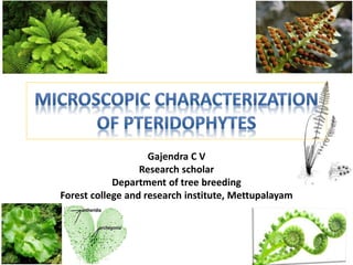 Arthrophyta Characteristics