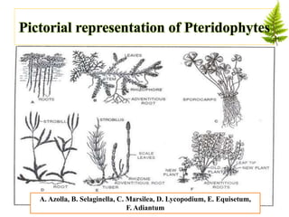 Pteridophytes Diagram