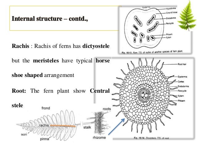 Pteridophytes