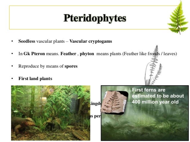 Pteridophytes