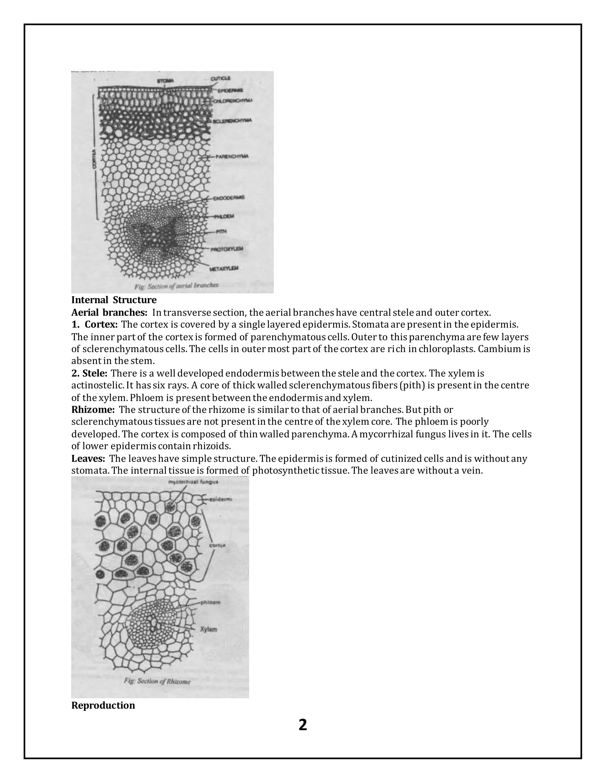 Pteridophytes | DOCX