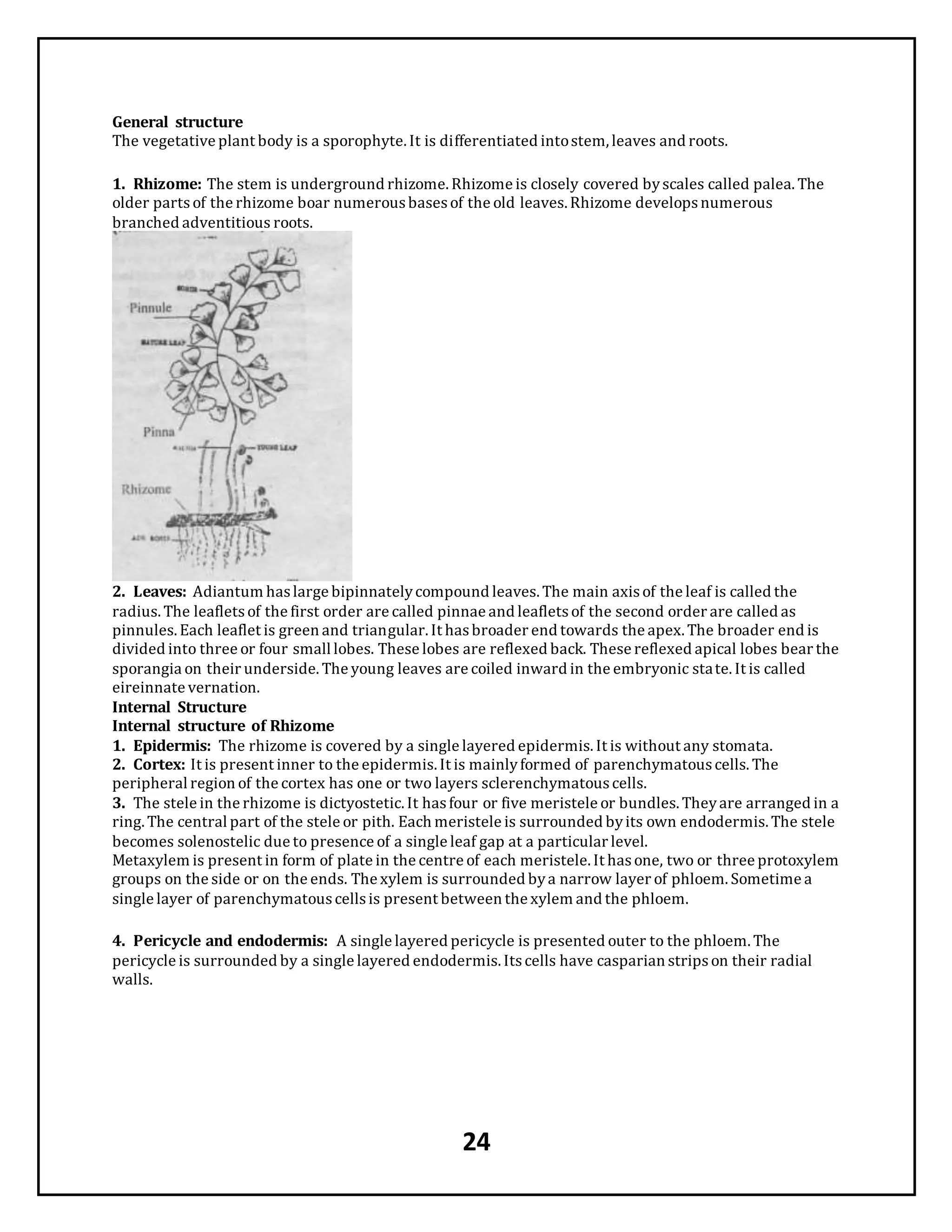 Pteridophytes | DOCX