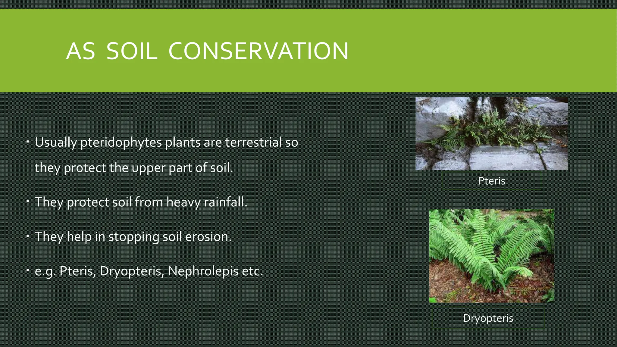 Pteridophytes:: Exploring the World of Pteridophytes: | PPTX