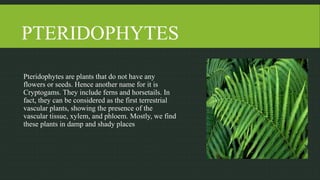 Pteridophytes:: Exploring the World of Pteridophytes: | PPTX