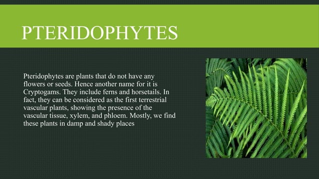 Pteridophytes:: Exploring the World of Pteridophytes: | PPTX