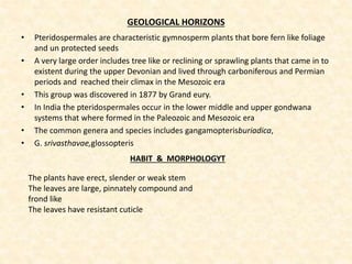 Pteridospermales(seed ferns).pptx
