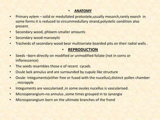 Pteridospermales(seed ferns).pptx