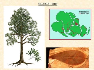 Pteridospermales(seed ferns).pptx