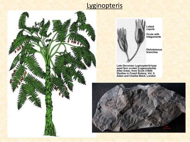 Medullosaceae Botany:Pteridospermales (Seed Ferns) | PPT