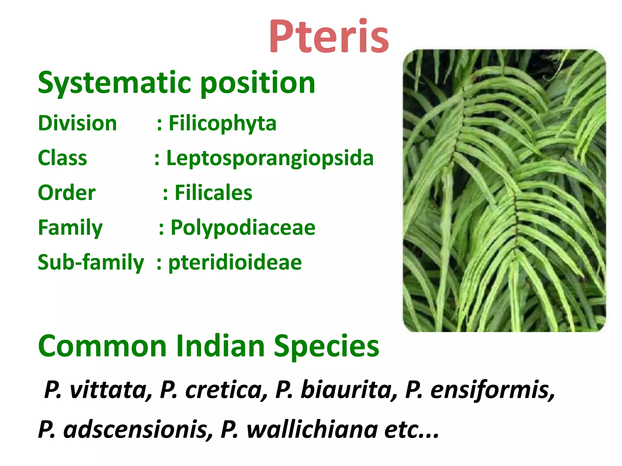 Pteris ppt | PPTX